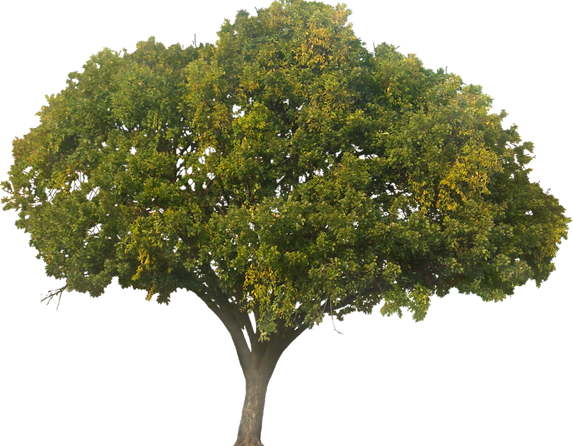 Tropical Plant Pictures: Swietenia mahagoni & macrophylla (Mahogany tree)