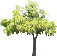 Tropical Plant Pictures: Pisonia Alba