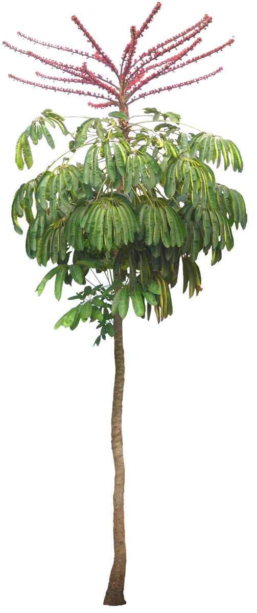 Brassaia Actinophylla