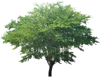 Tropical Plant Pictures: Pithecellobium dulce (Madras Thorn)