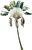 Tropical Plant Pictures: September 2009