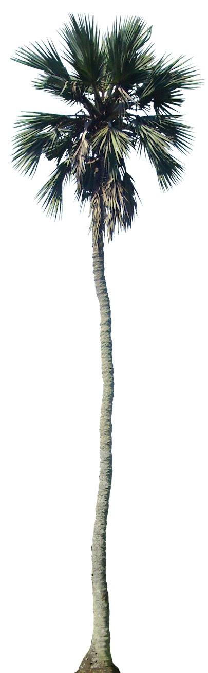 Tropical Plant Pictures: August 2010