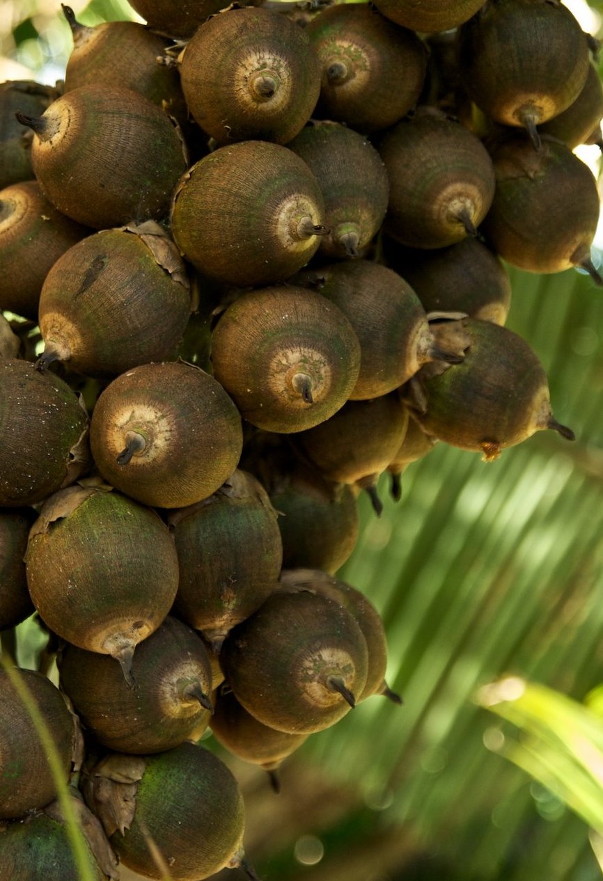 Cohune Palm | (Orbignya) Cohune