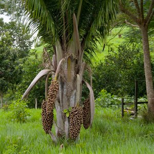 Cohune Palm | (Orbignya) Cohune