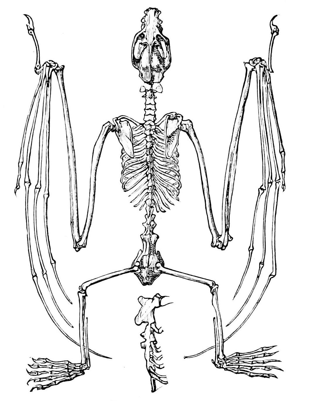 Vintage Ephemera: Illustration, Skeleton of a Flying Fox(bat), 1876