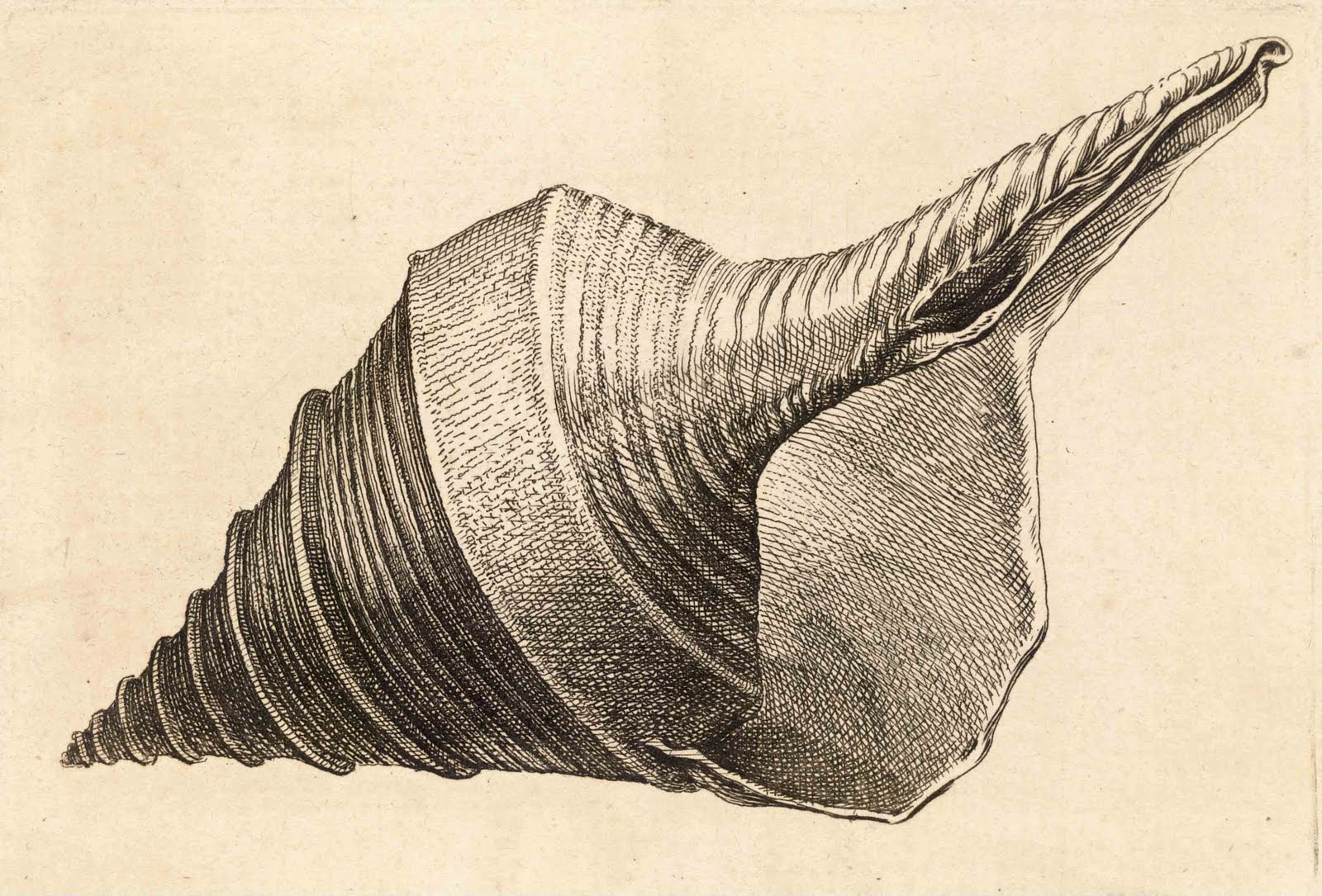 Vintage Ephemera: Etched illustration, seashell, 17th century