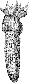 Vintage Ephemera: Book illustration, Indian Corn, 1874