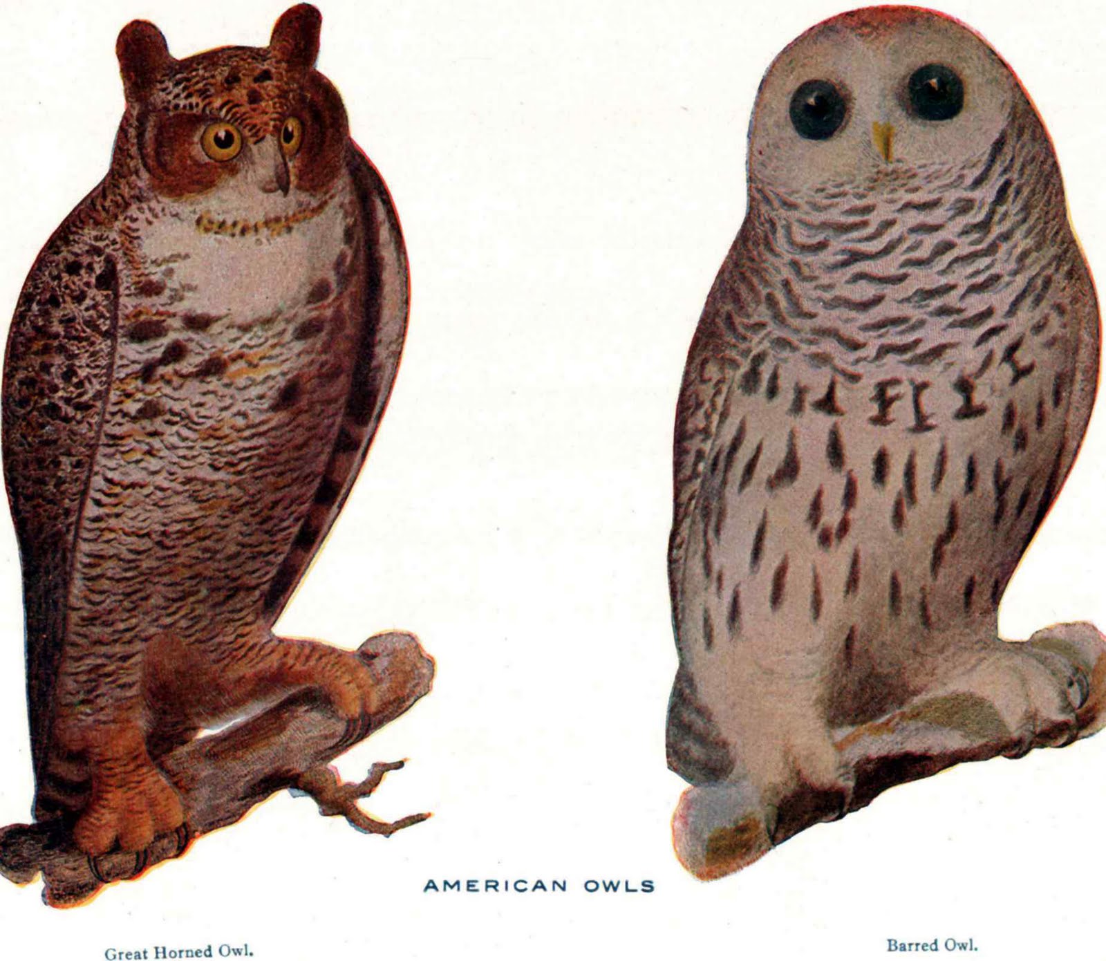 Vintage Ephemera: Reference illustrations, Great Horned owl and Barred ...