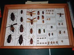 INSECTARIO DE BIOLOGIA