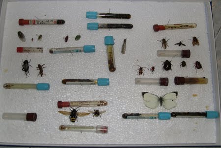 INSECTARIO DE BIOLOGIA