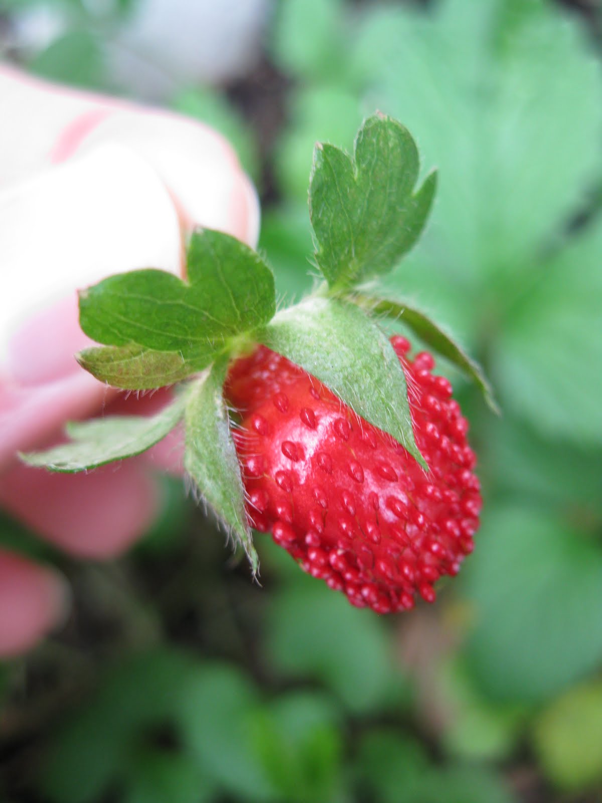 The Nurtured Nest: Wood & Field Strawberries