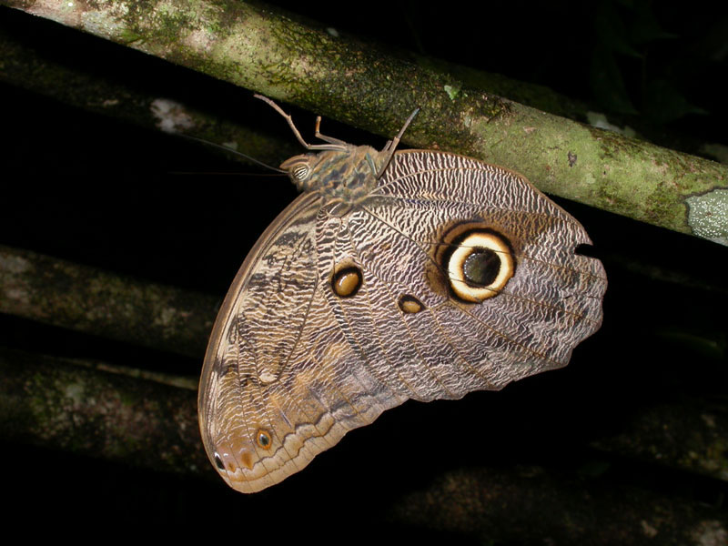 Borboletário: Borboletas e lagartas na natureza