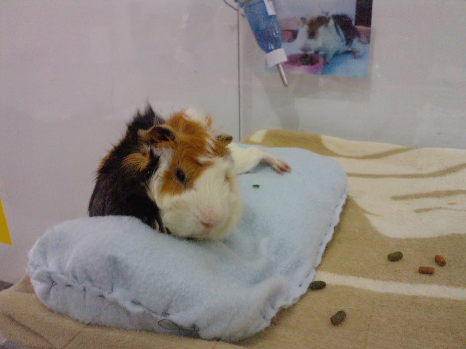 JITAKTAK: Peter the Crazy Guinea Pig