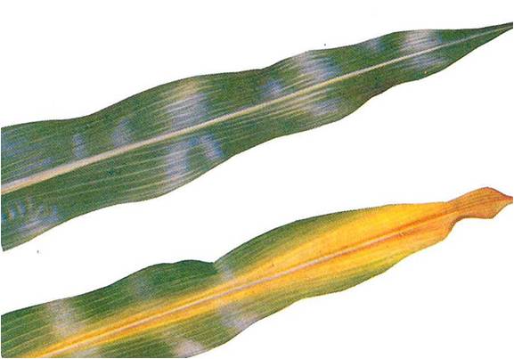 BAKTI DISEMAI DAN JANJI DITUNAI: NEKROSIS DAN KLOROSIS