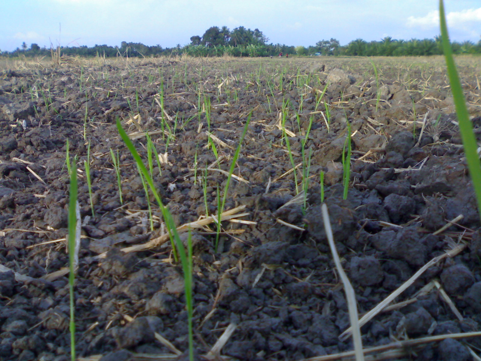 BAKTI DISEMAI DAN JANJI DITUNAI: KAWALAN PADI ANGIN