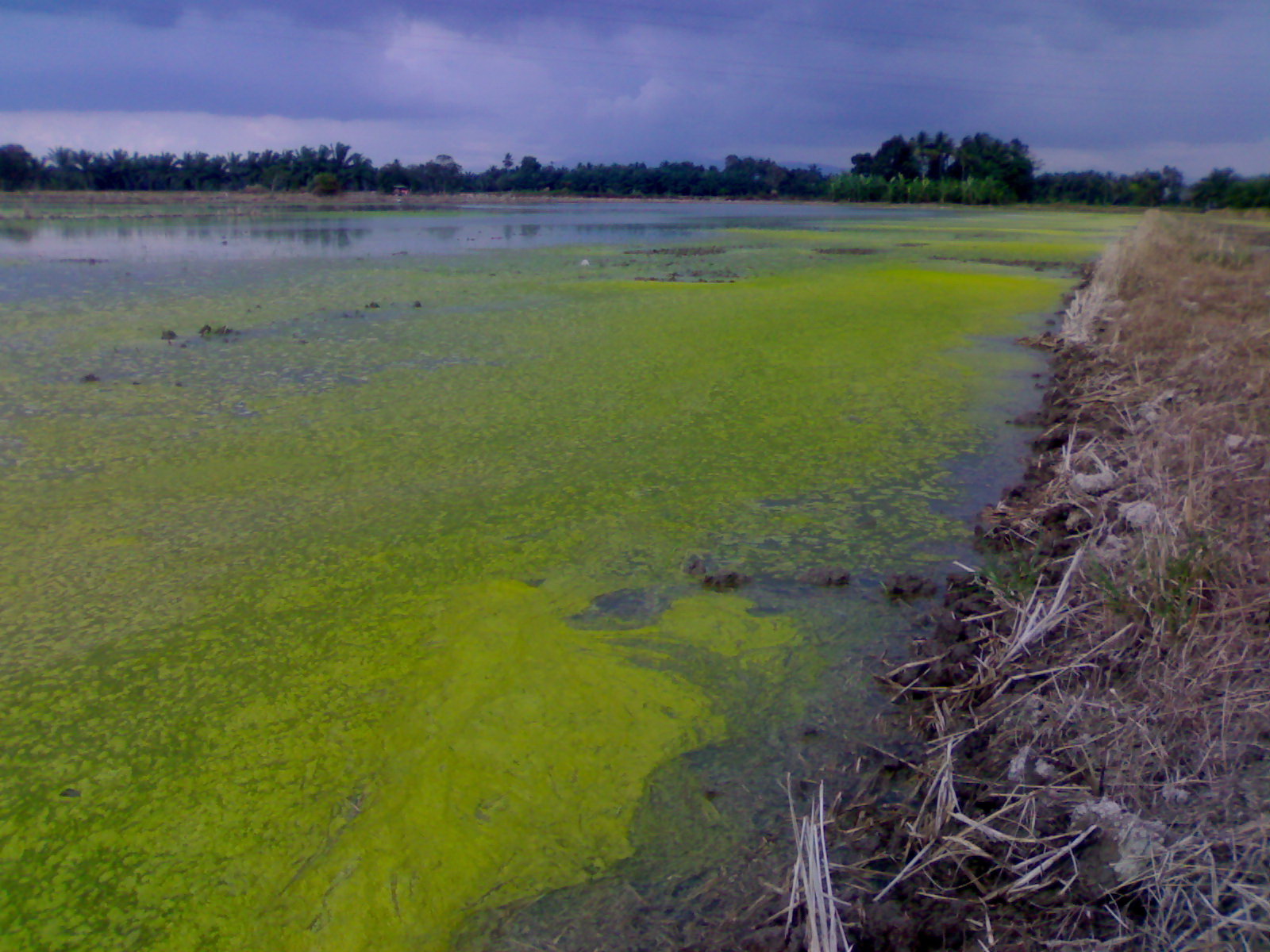 BAKTI DISEMAI DAN JANJI DITUNAI: LUMUT HIJAU DI SAWAH