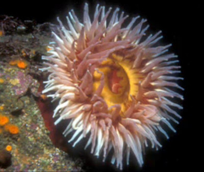 Mares fauna peces abundancia de vida: ALGAS SIMBIOTICAS