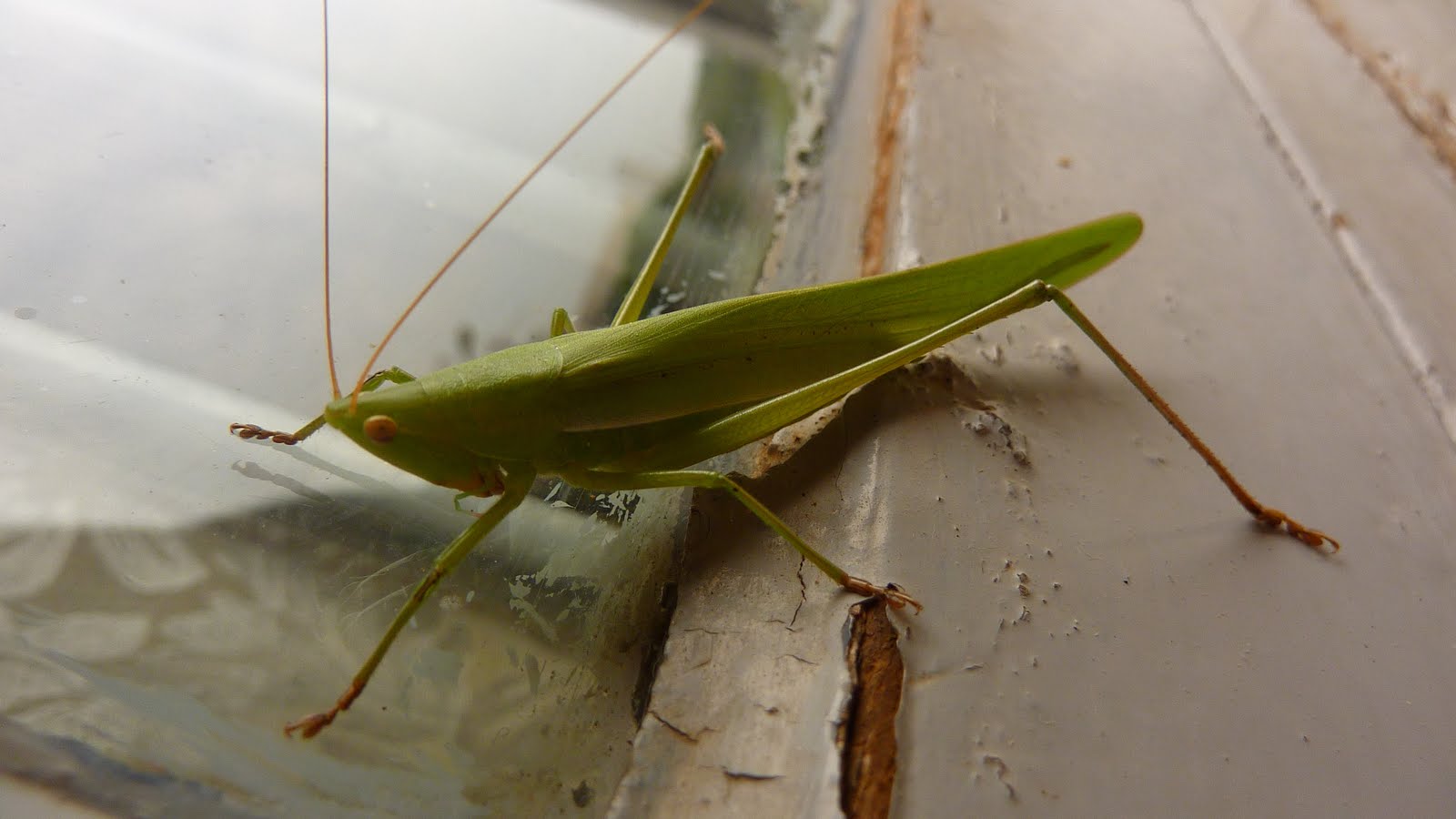 UGANDA: a journey, not a destination: Things That've Gone, Things To Come