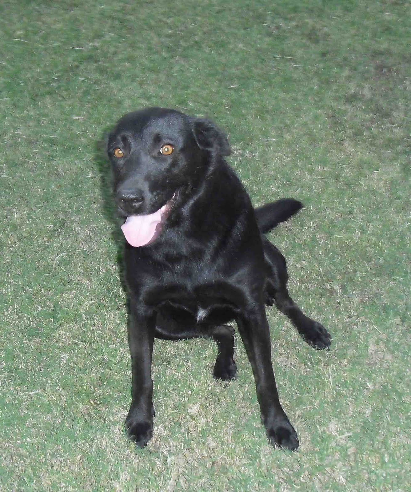 Mutt Dog Definition at Alfredo Russell blog