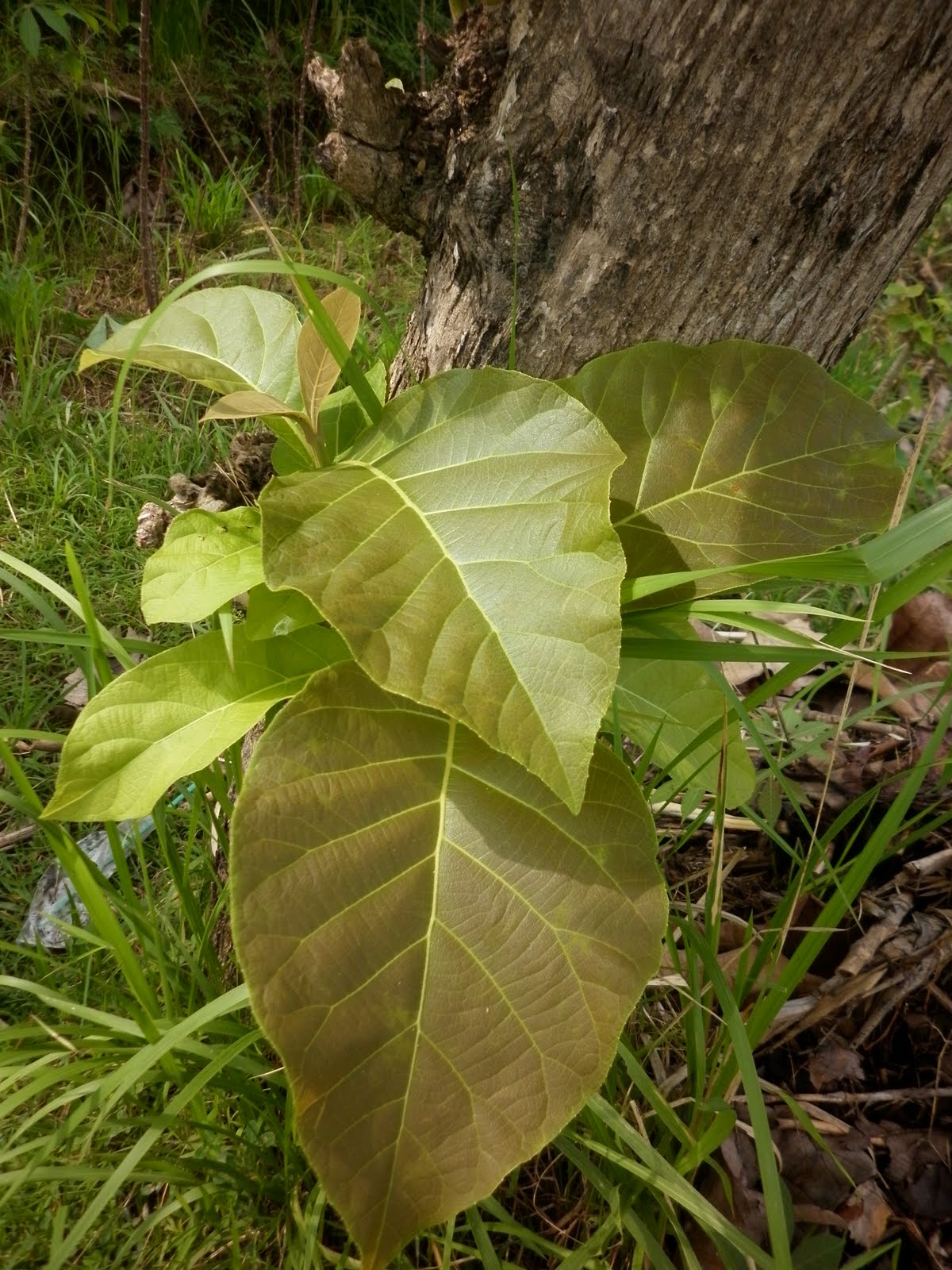 MANFAAT POHON JATI DARI DULU SAMPAI SEKARANG | Tips Petani