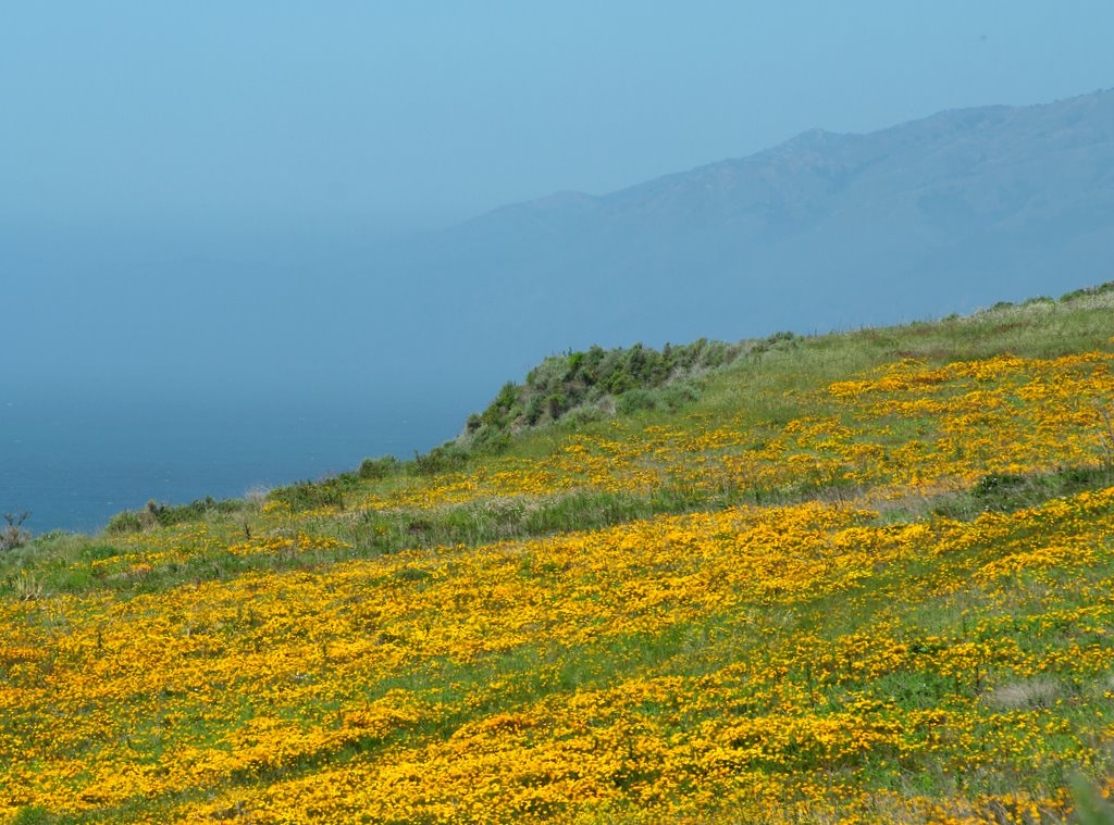 Catalott On The Road: Highway 1 Coastal Flowers
