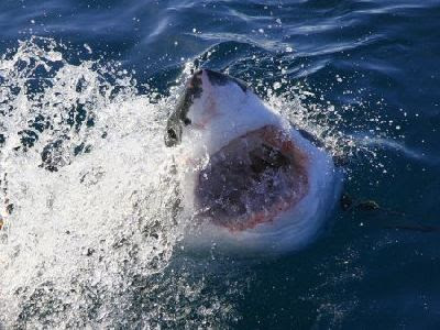 Cape Point Route: Shark Cage Diving and Viewing