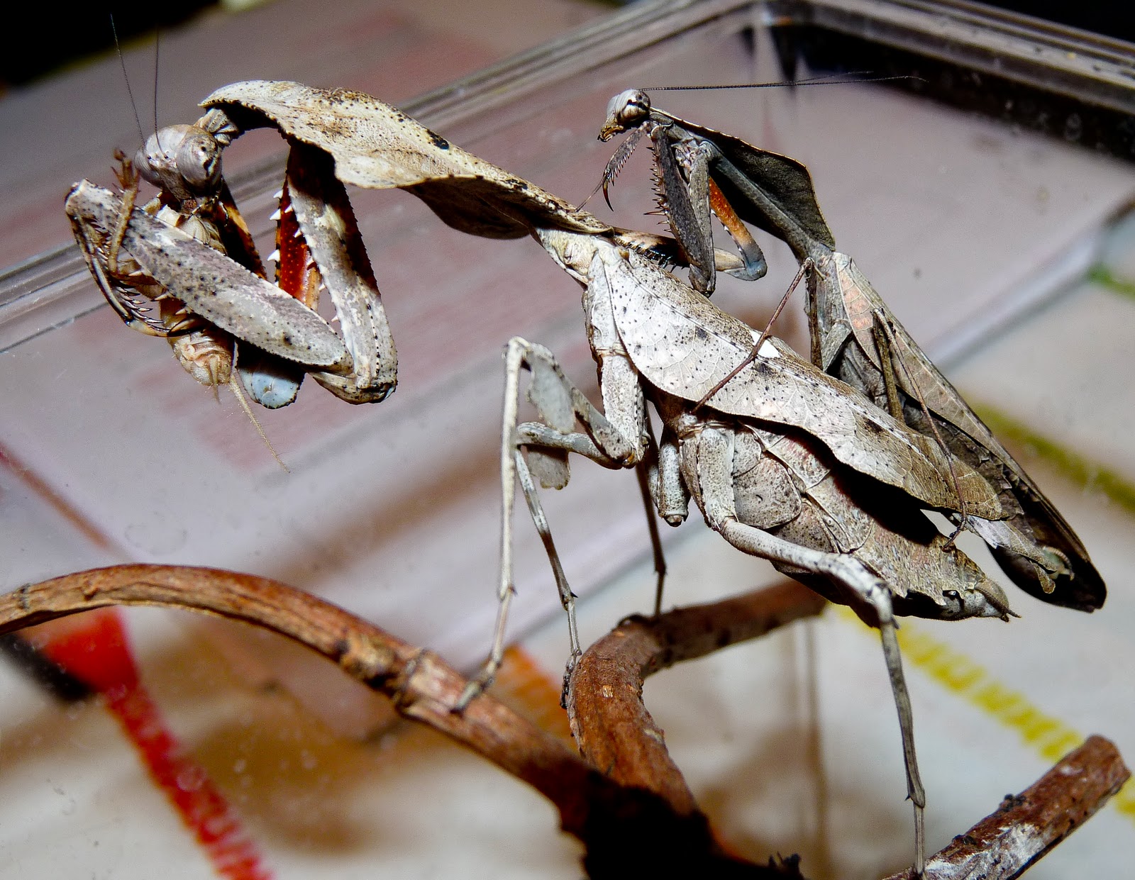 Deroplatys lobata - Alchetron, The Free Social Encyclopedia