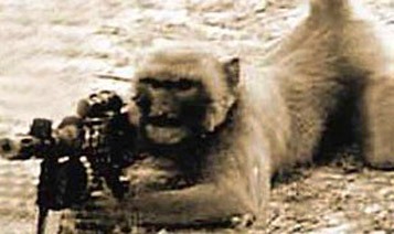 EJÉRCITO DE MONOS ARMADOS CON KALÁSHNIKOV | A B S U R D I D A D E S