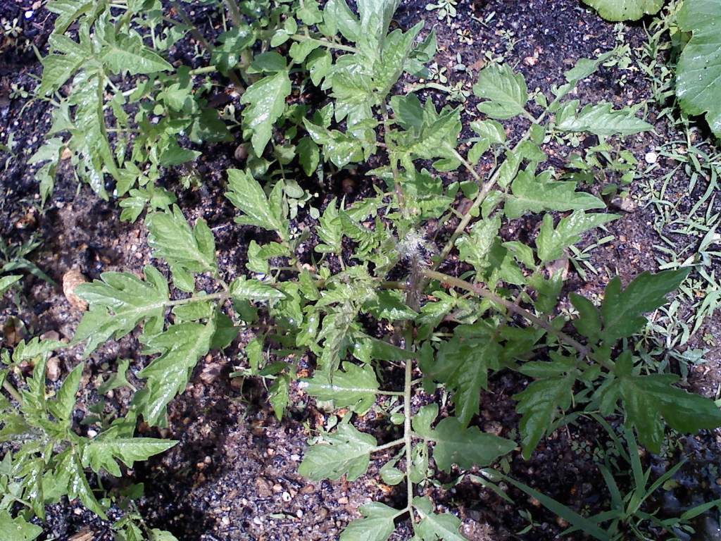 Fooseberry Pie: Tomato Weeds????