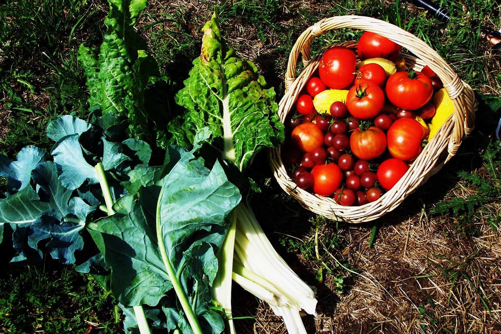 Saints for Self-Reliance: Self-Reliance 101: FOOD STORAGE