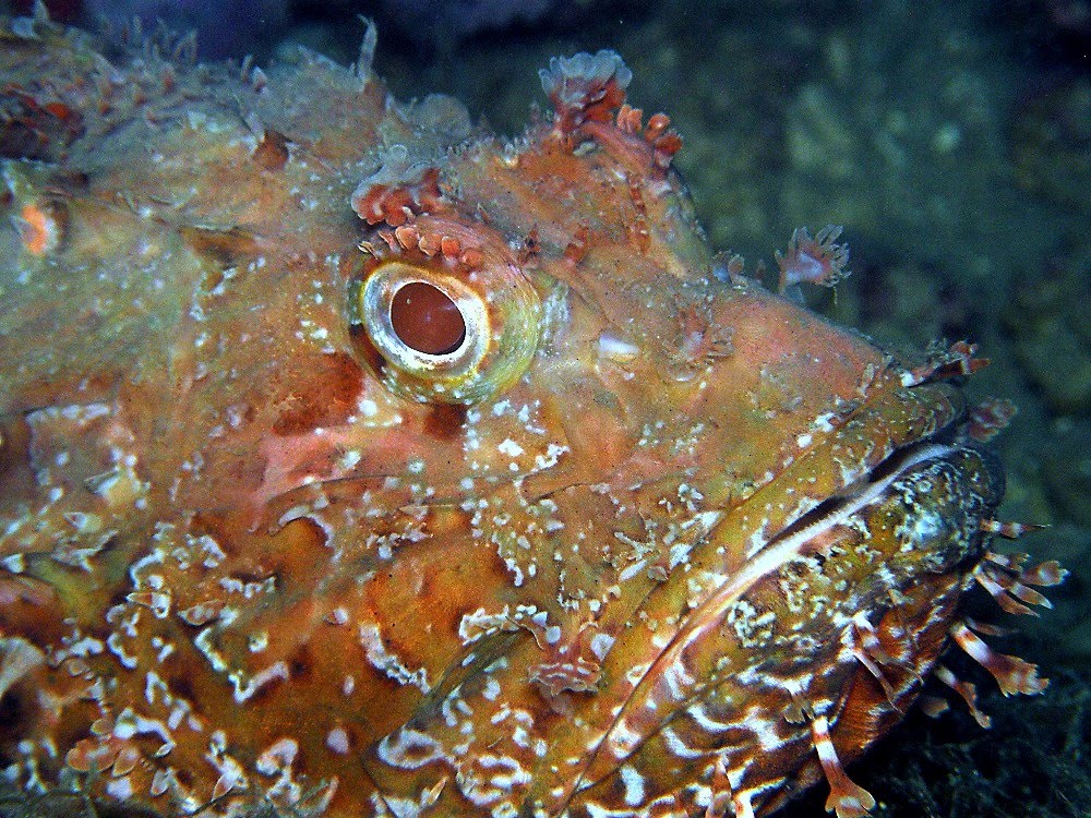 Iluminación Profunda: Cabracho