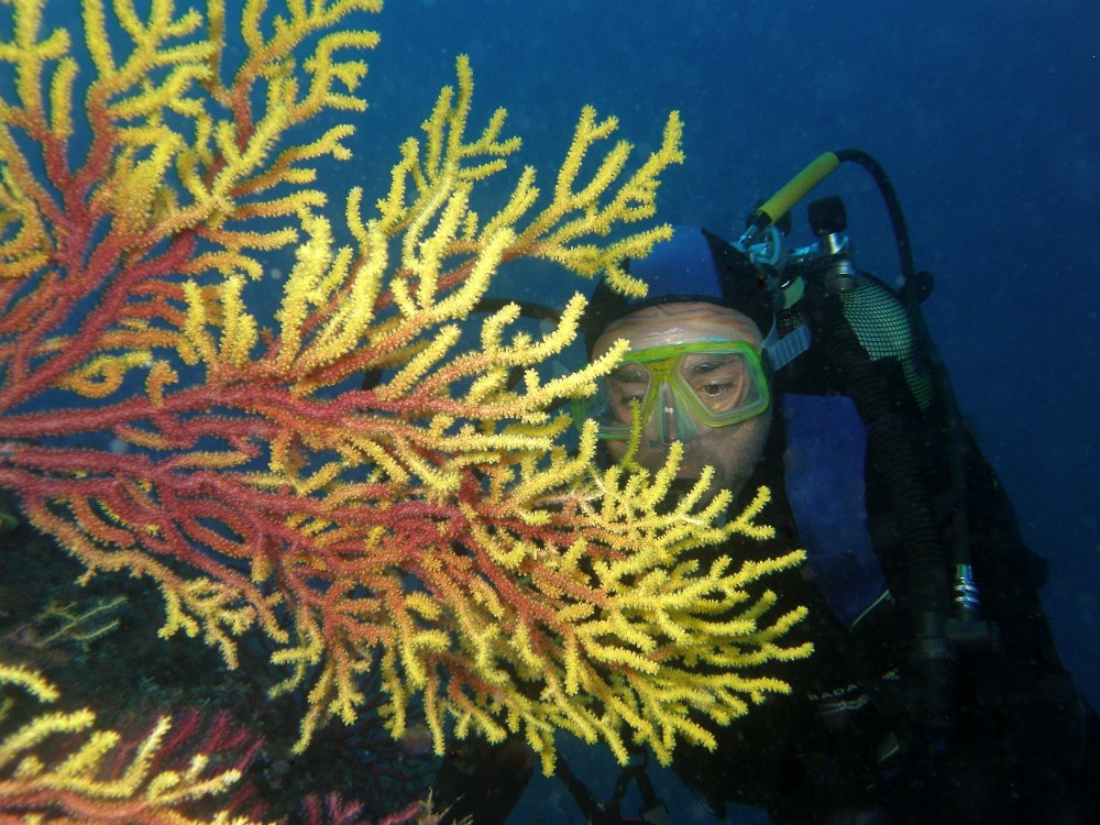 Iluminación Profunda: Paramuricea Clavata (Gorgonia roja)