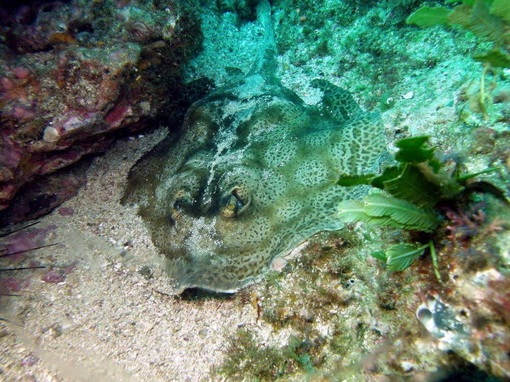 Iluminación Profunda: Raja montagui (Raya pintada) (Costa Rica)