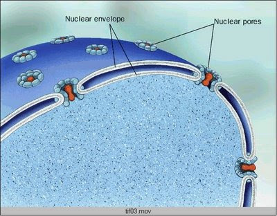 UNAM; CCH Azcapotzalco: ENVOLTURA NUCLEAR