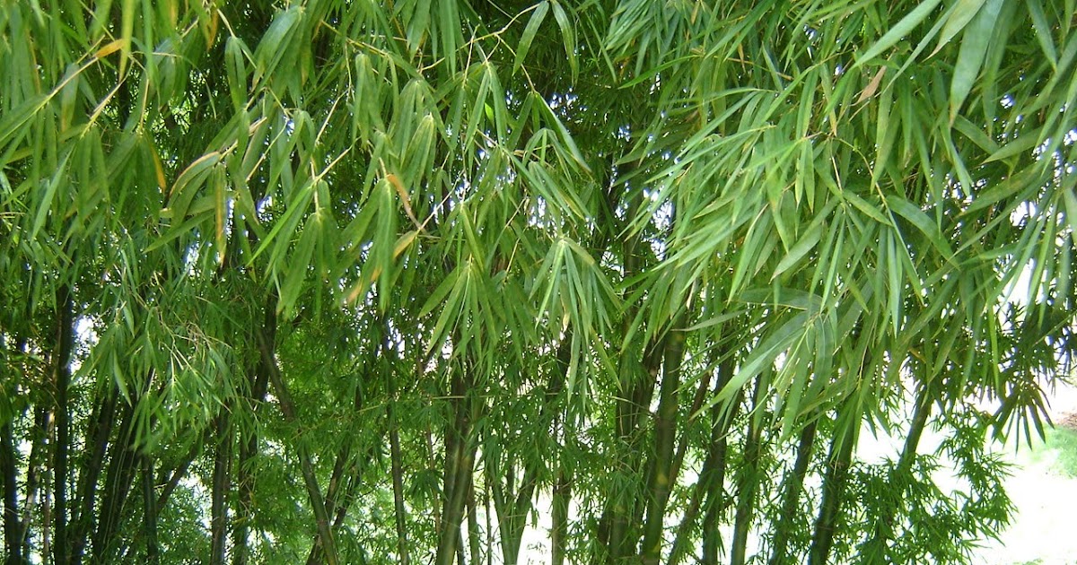 ArtesãoNato: Bambu chinês - a lenda