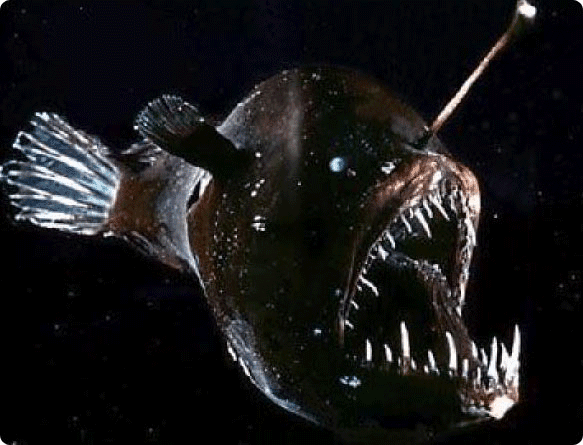 Rare earth metals, rare birds, rare objects, animal pictures,videos