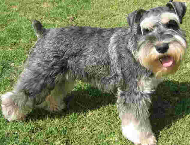 Oh my DOG!: Schnauzer enano: