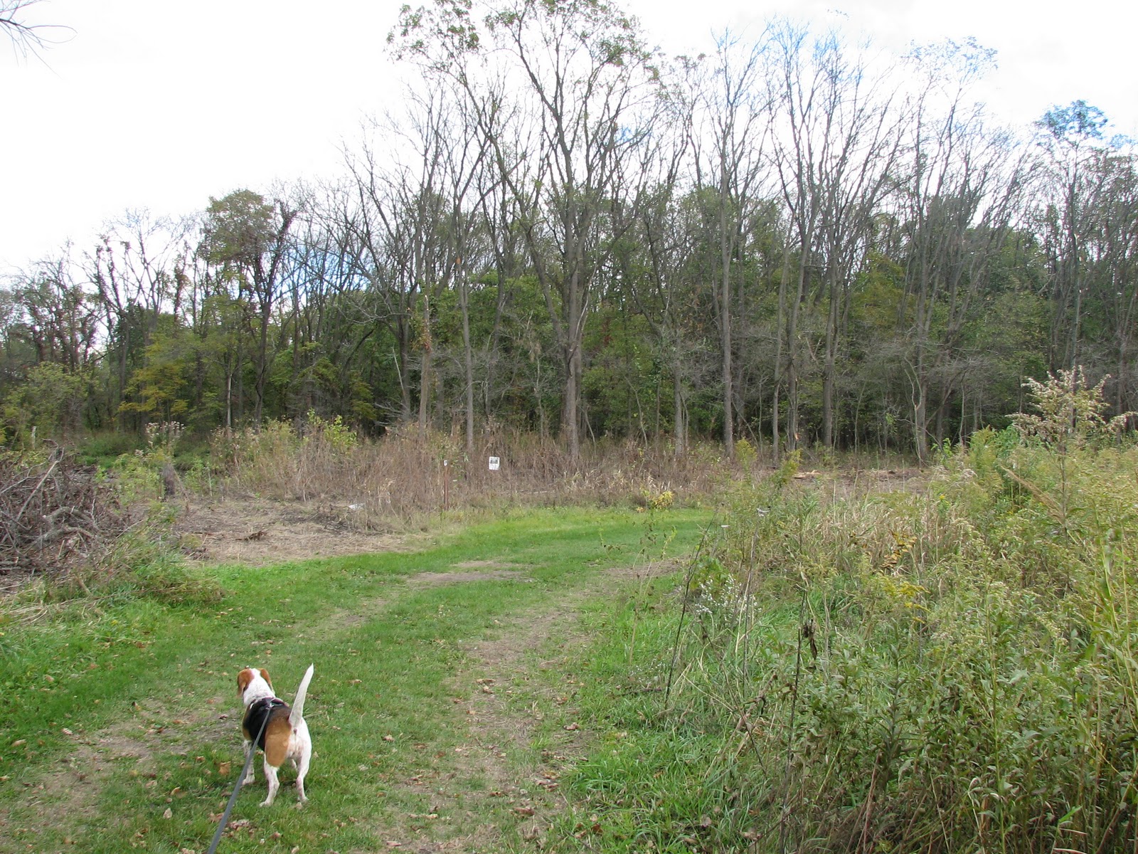Musings from Illinois: Oak Ridge Forest Preserve 10-3-10