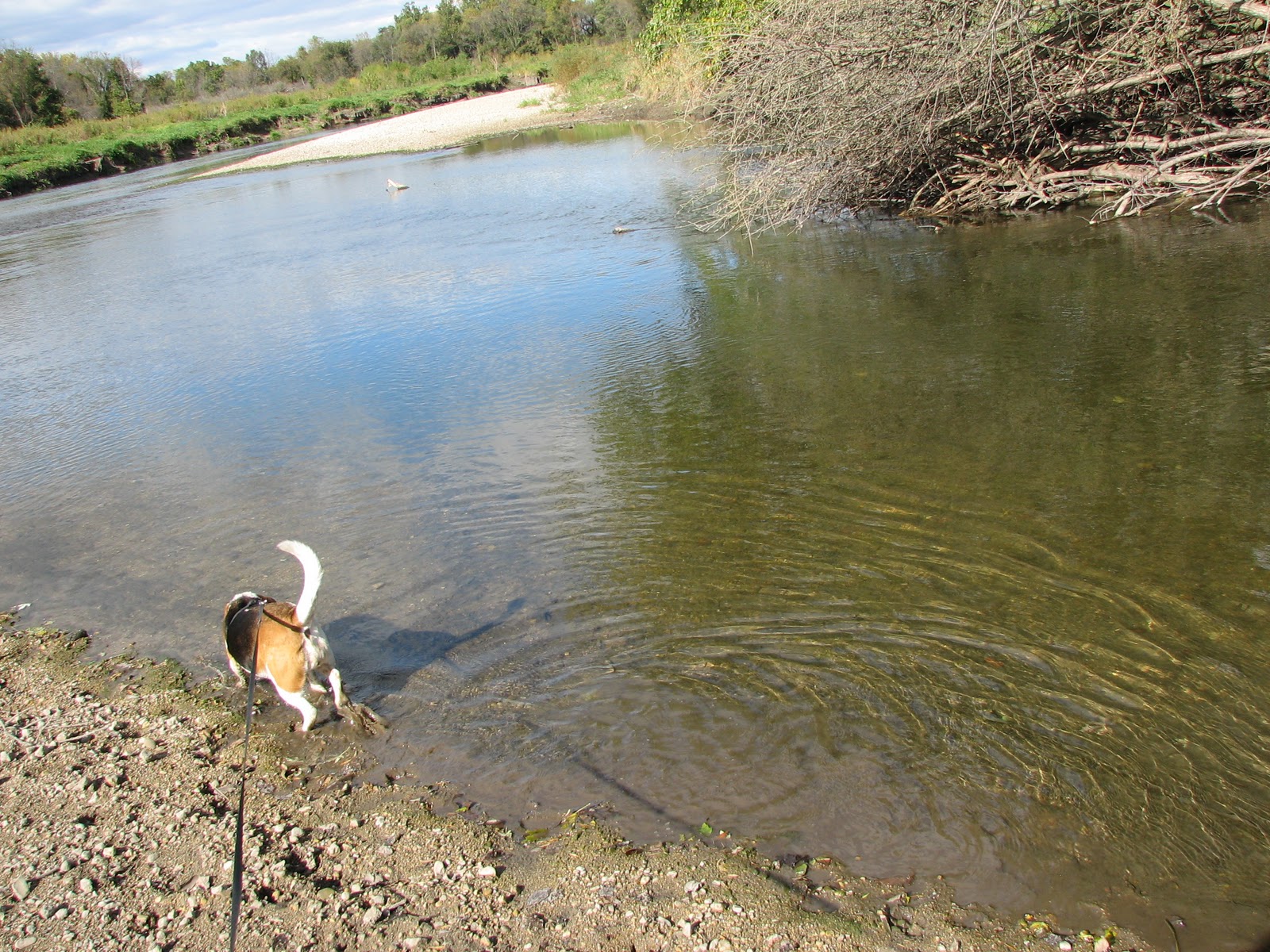 Musings from Illinois: Oak Ridge Forest Preserve 10-3-10