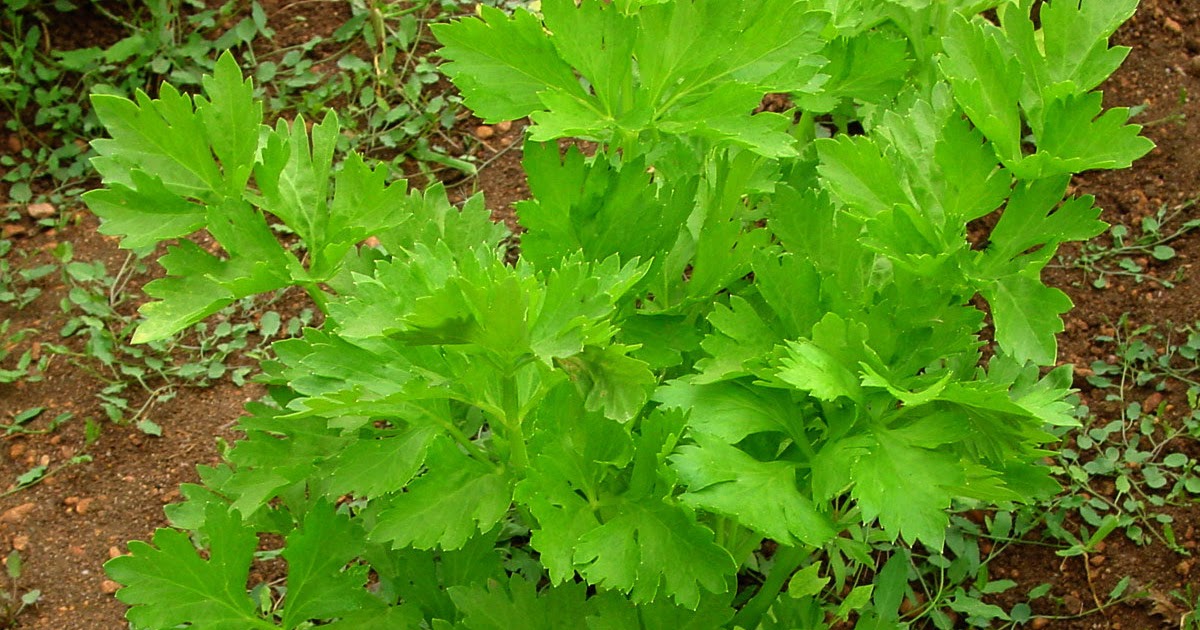 PLANTAS MEDICINALES: APIO