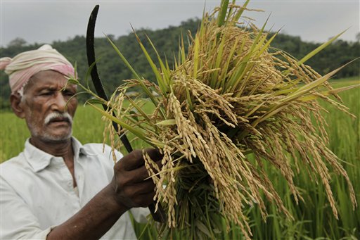 Rice: Field cutting Rice