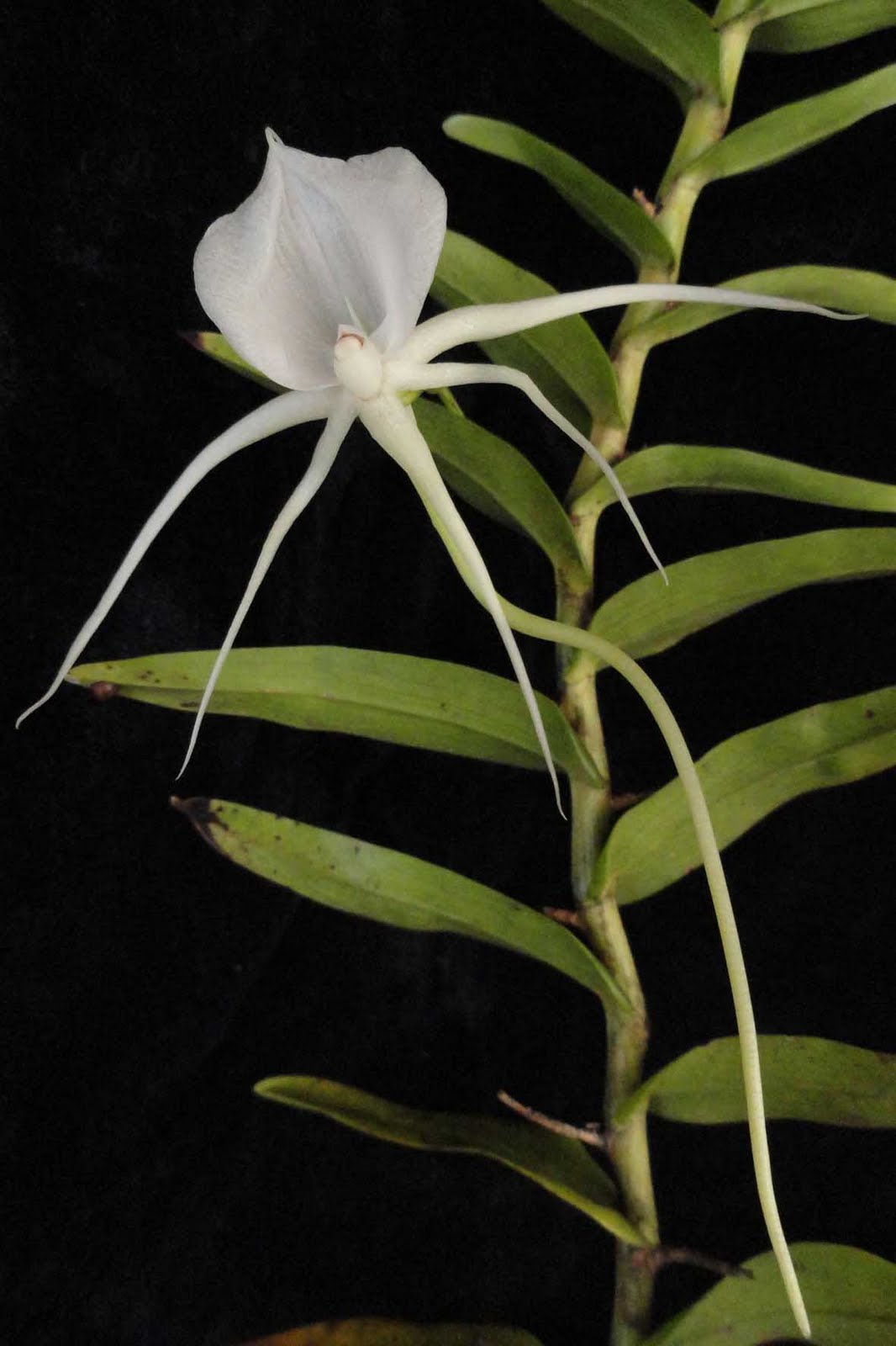 ORQUÍDEAS: Angraecum