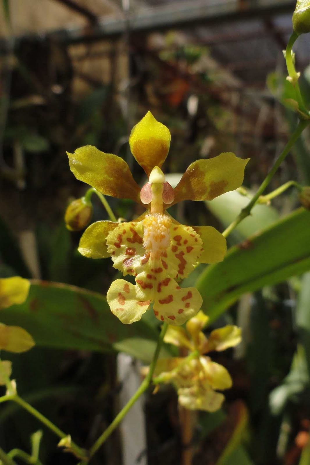 ORQUÍDEAS: Oncidium