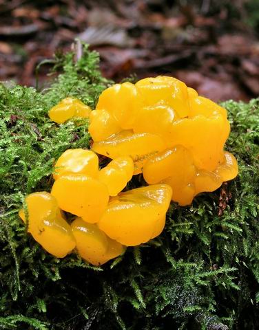 ciencias de la naturaleza: ASCOMICETOS