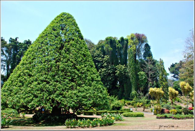 Destinations Worldwide: The Amazing Botanical Garden of Peradeniya