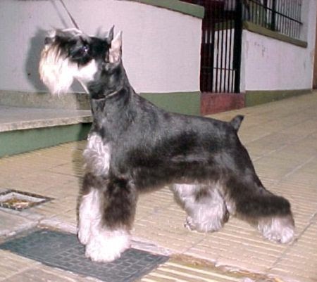Peluqueria Canina y Cuidados de la Mascota: Schnauzer : Corte y ...