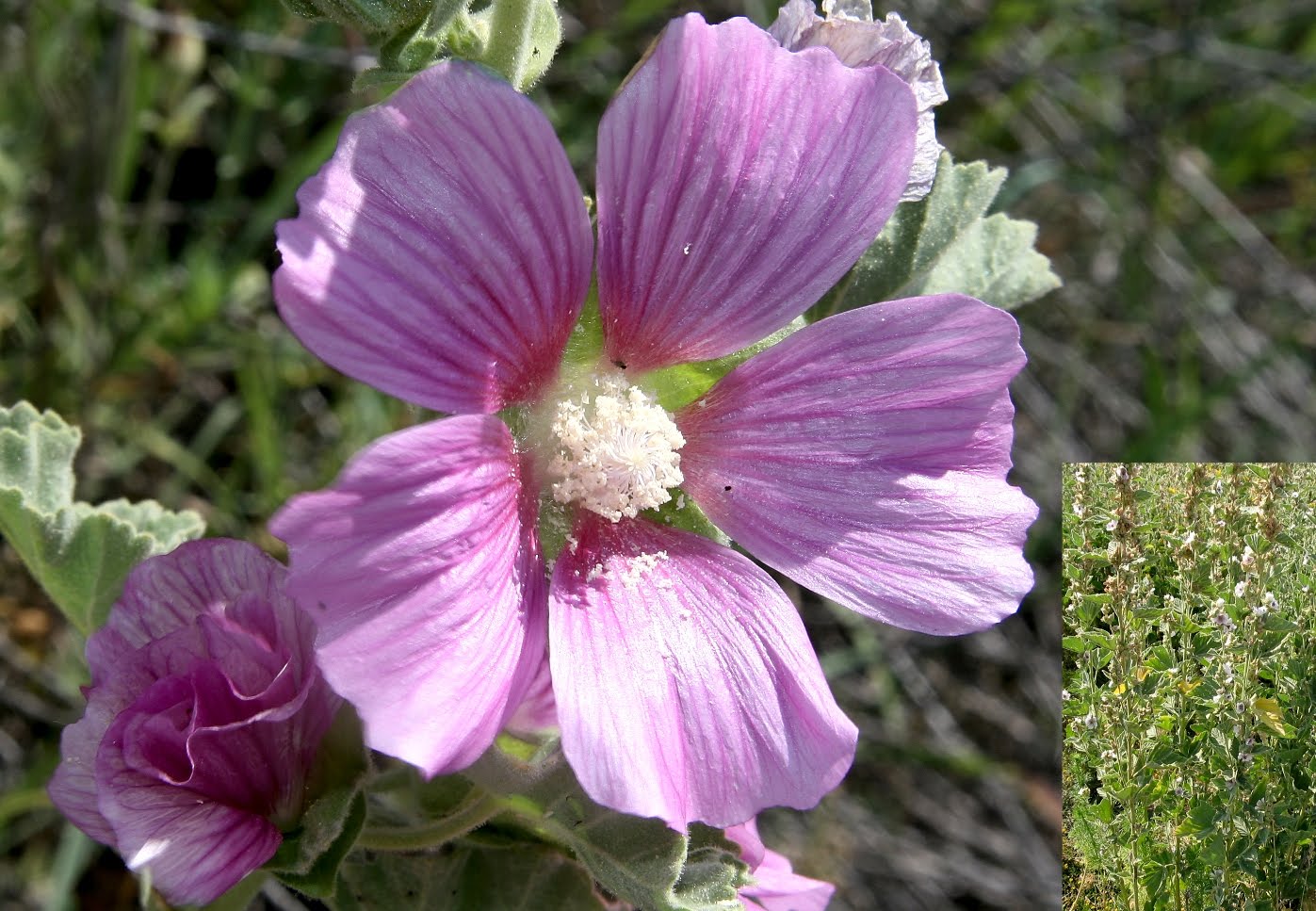 Flora vascular del sureste de Madrid: Althaea officinalis L.