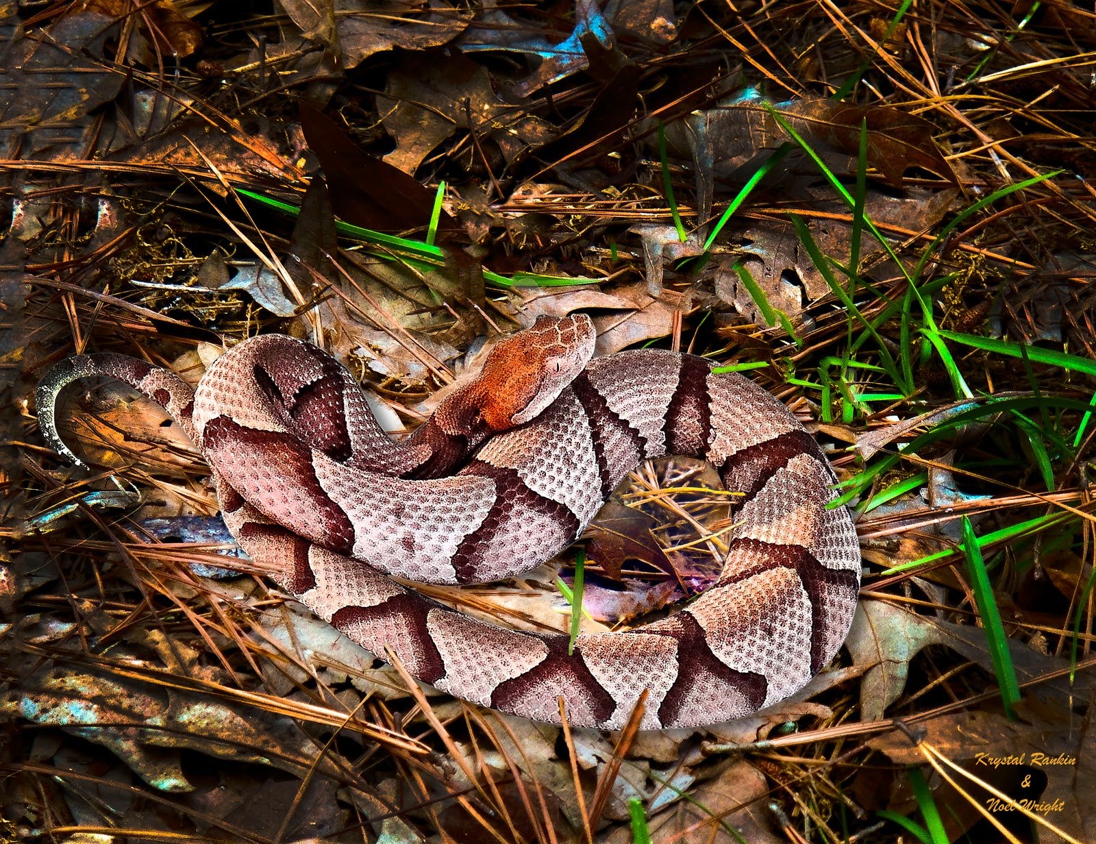 Copperhead
