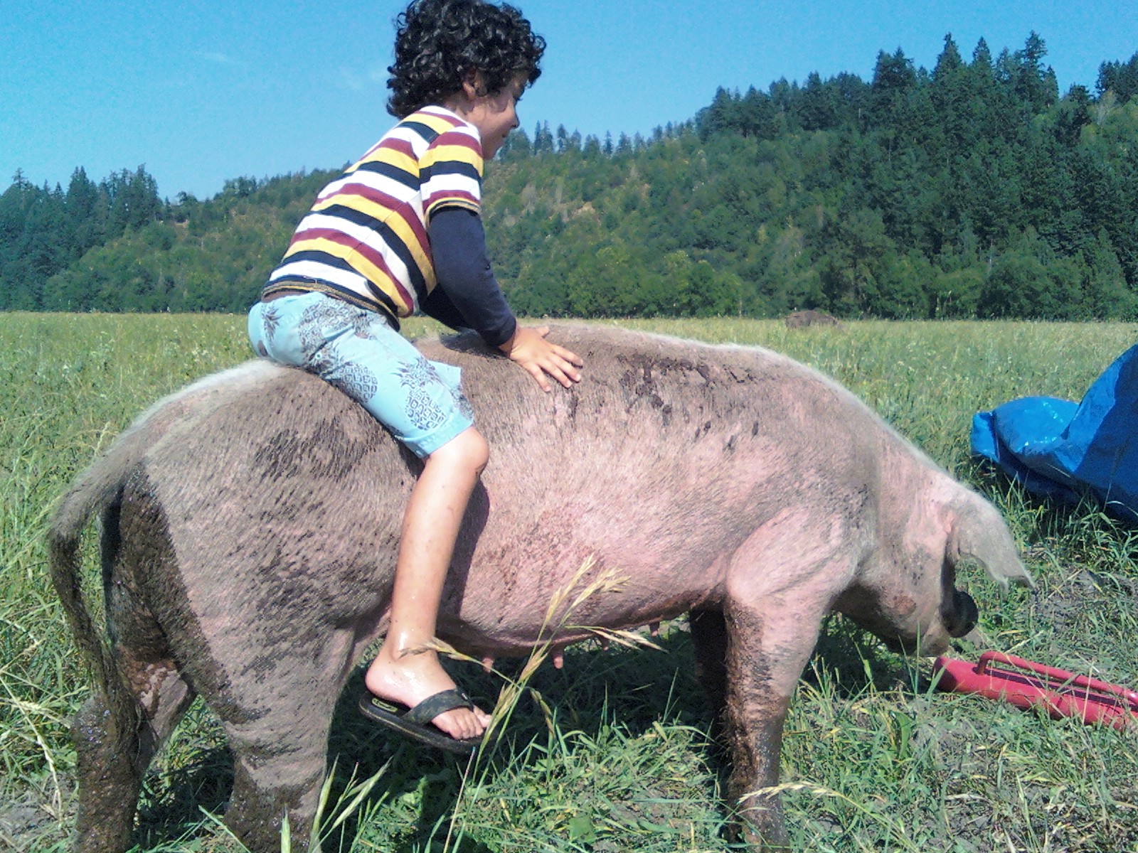 Crying Rock Farms: Porcine Rodeo