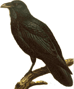 National Symbols of Bhutan - MyDok Tech™